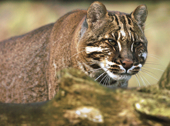 Asian Golden Cat – Zoo-EV