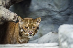 Asian Golden Cat – Zoo-EV