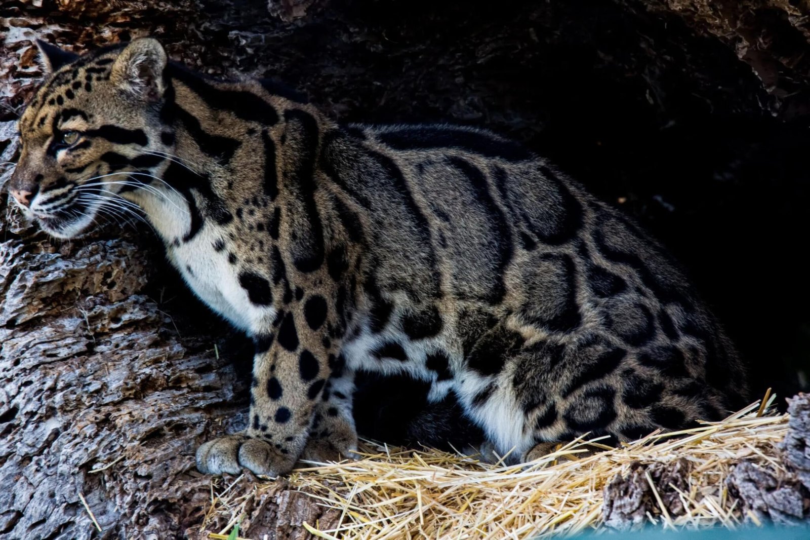Clouded Leopard – Zoo-EV