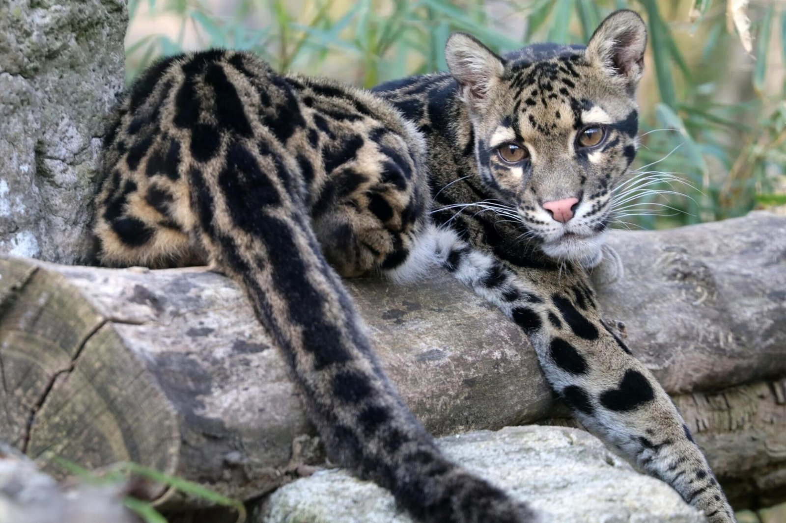 Clouded Leopard – Zoo-EV