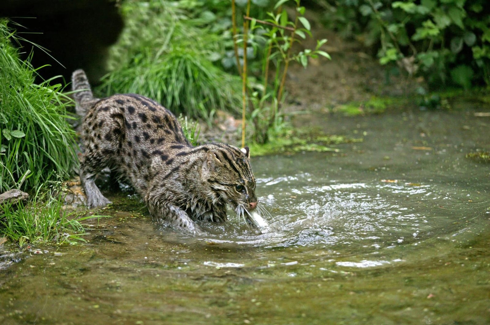 Fishing Cat – Zoo-EV