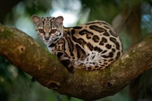 Margay – Zoo-EV