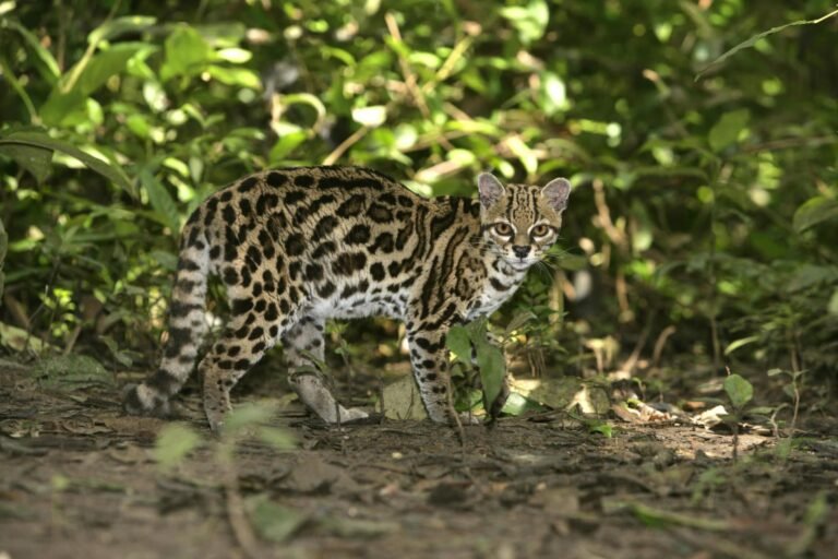 Margay – Zoo-EV