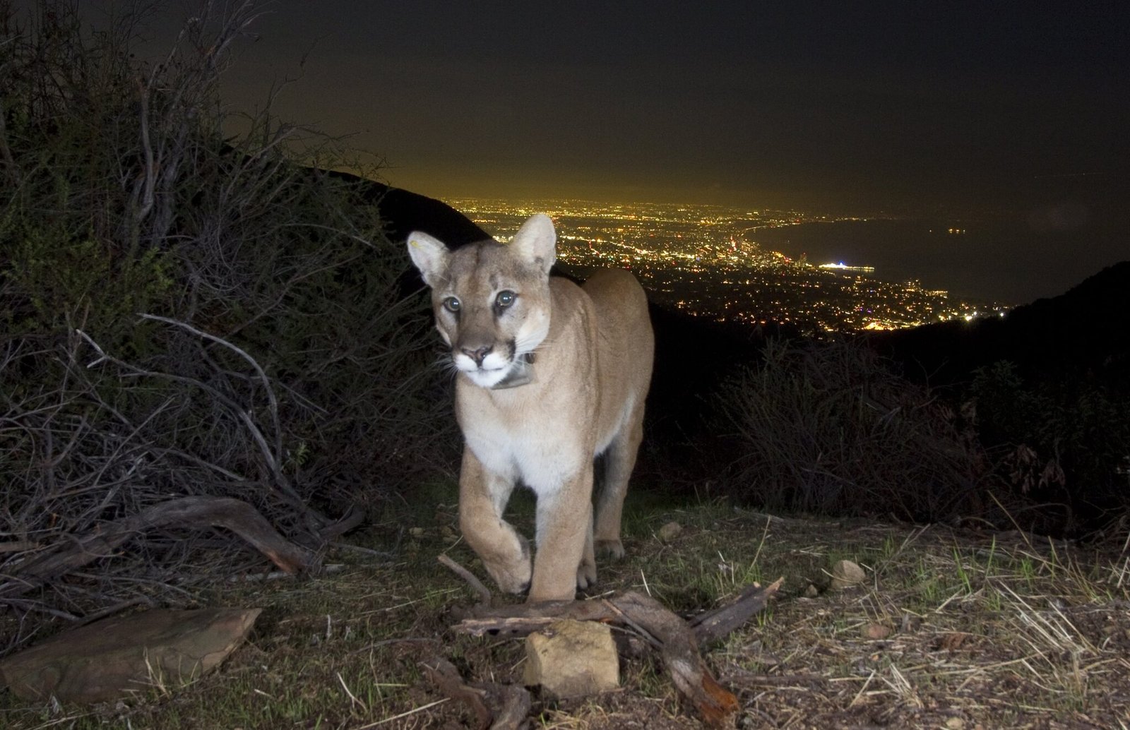 Puma – Zoo-EV